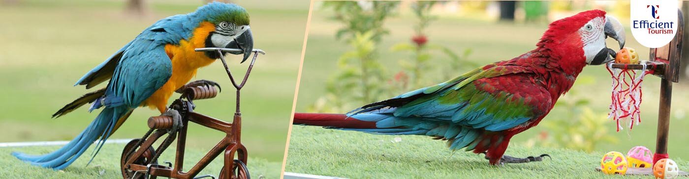 Enjoy Creek Park Exotic Bird Show at Best Deal